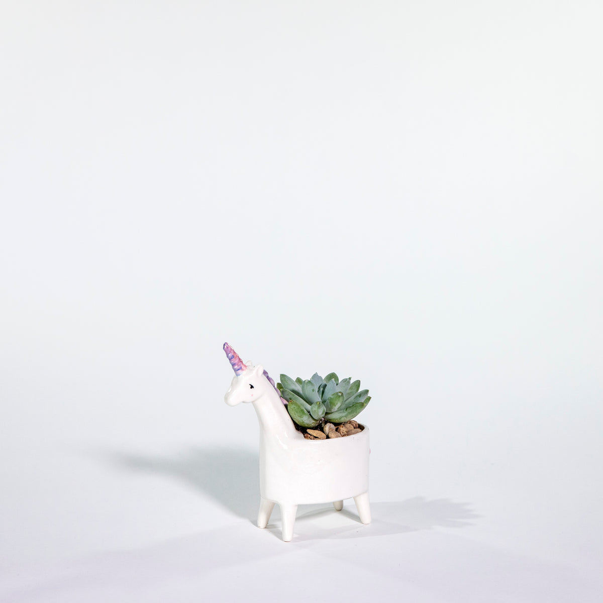 Unicorn Succulent Planter – Curbside Flowers